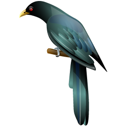 koel bird icon